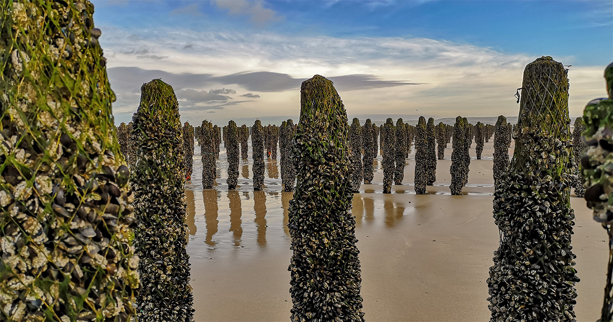 Mussels And Chips Can Help You Build Character